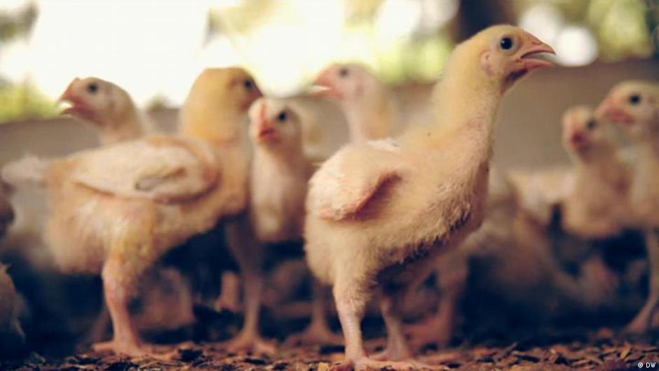 Ghana: Poultry farmers undercut by EU imports – DW – 10/04/2019