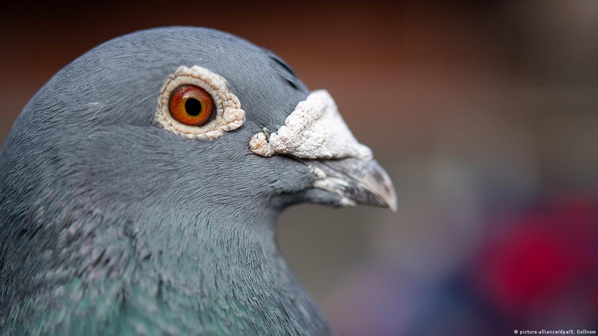 Are birds quieter during the coronavirus pandemic?