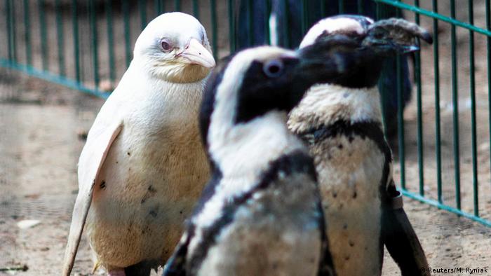 Human-sized penguin fossils found in New Zealand | News | DW | 14.08.2019