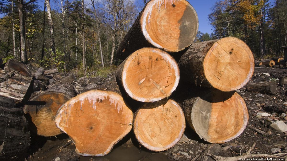 Russia's forests threatened by illegal logging – DW – 03/26/2019