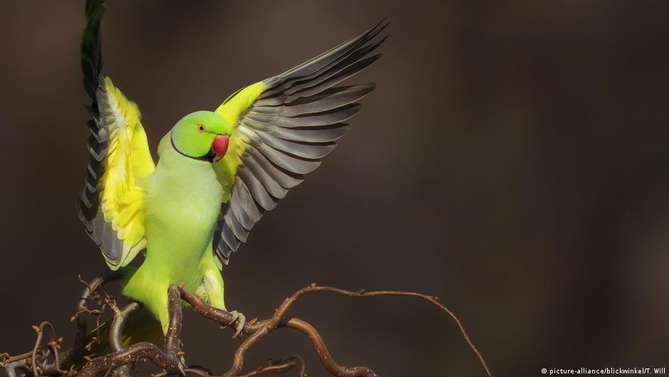 Alien parrots invade the Rhineland – DW – 03/28/2019