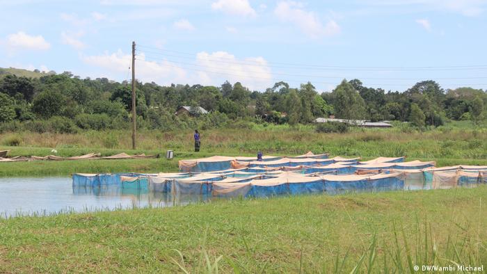 Cage fishing in Uganda | All media content | DW | 24.04.2019