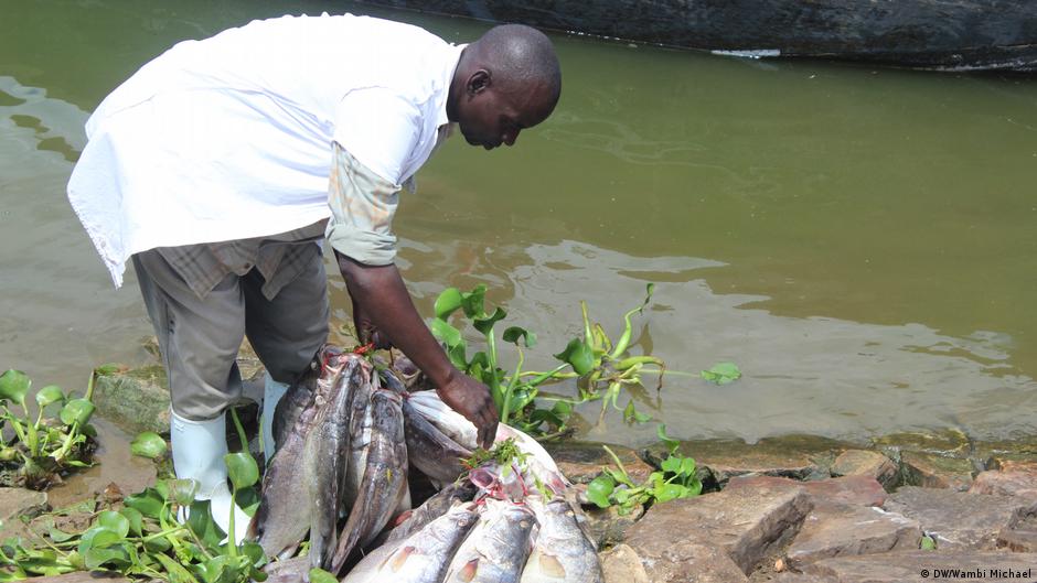 Fishing for answers – DW – 04/04/2019