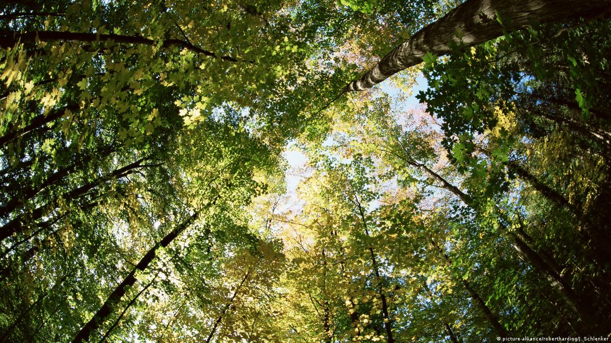 Don't be alone in the woods: German forest idioms – DW – 04/24/2019