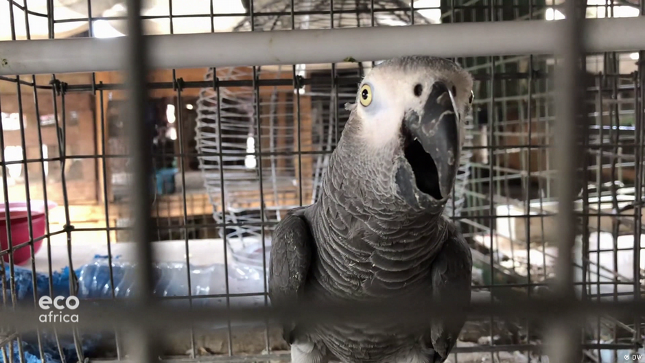 On a mission to save endangered animals – DW – 10/11/2019