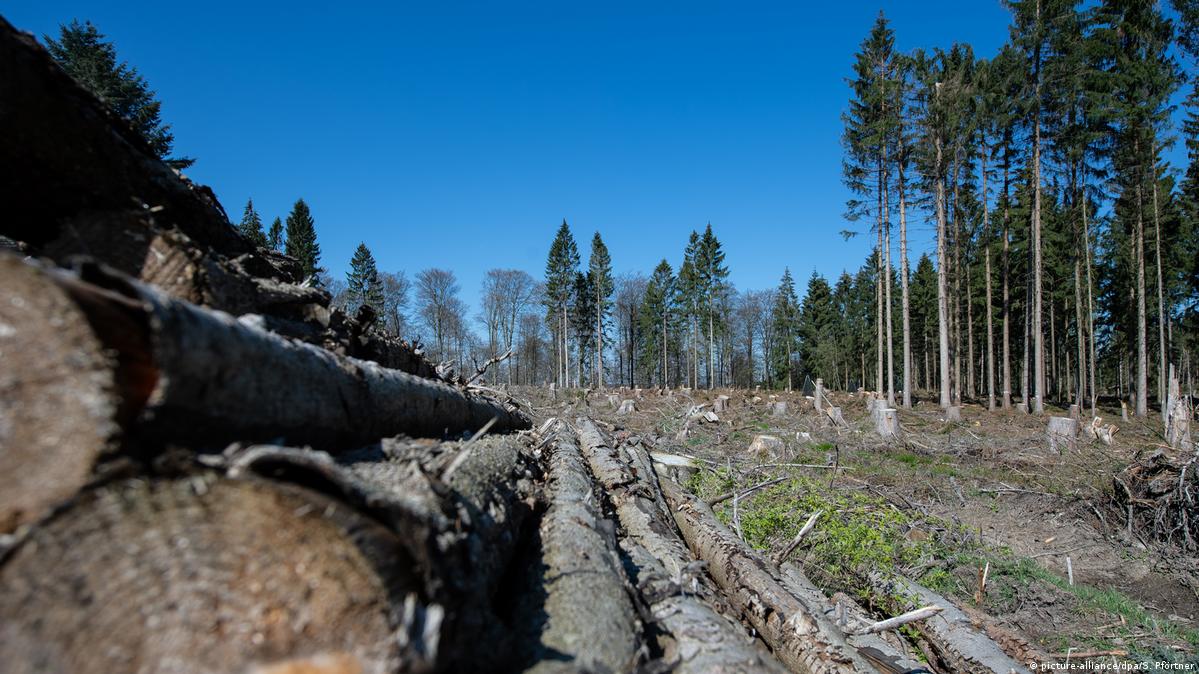 Storms and drought take toll on German forests – DW – 04/26/2019