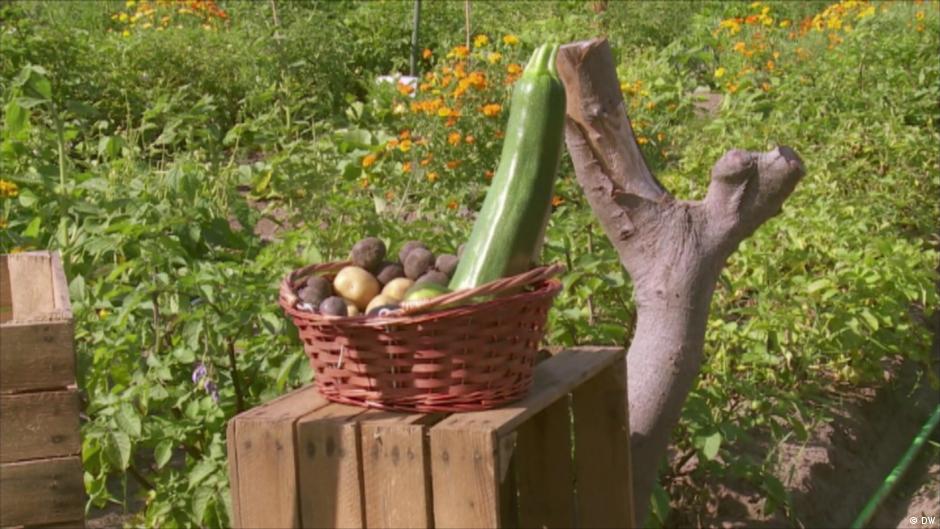 Gardening from the computer – DW – 05/02/2019