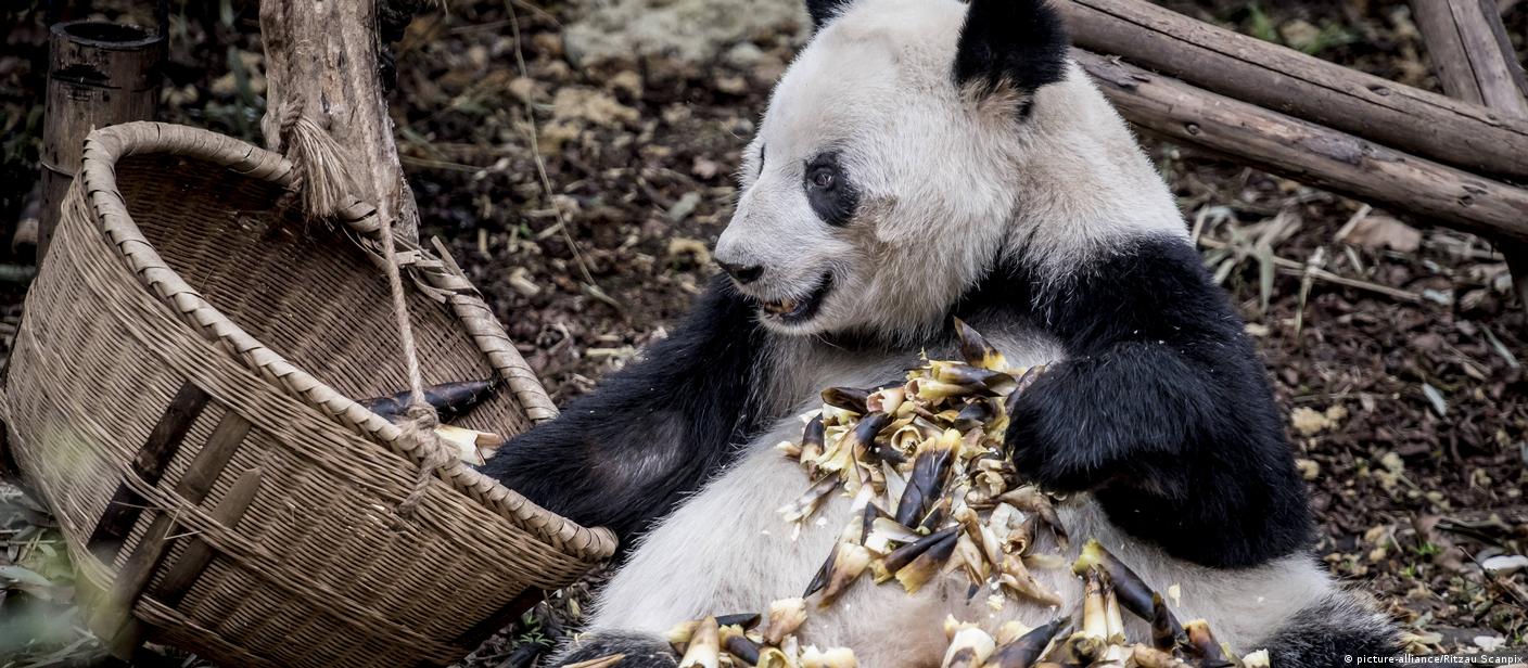 Pictures Of Baby Pandas Eating Bamboo