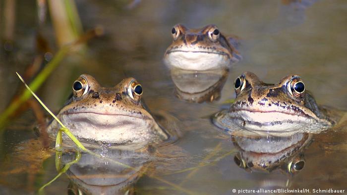 Die Froschperspektive