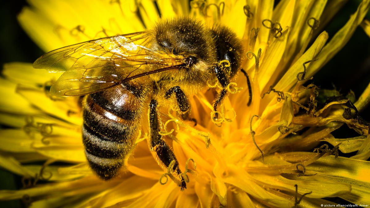 Proteger a las abejas es defender la vida en el planeta – DW – 20/05/2019
