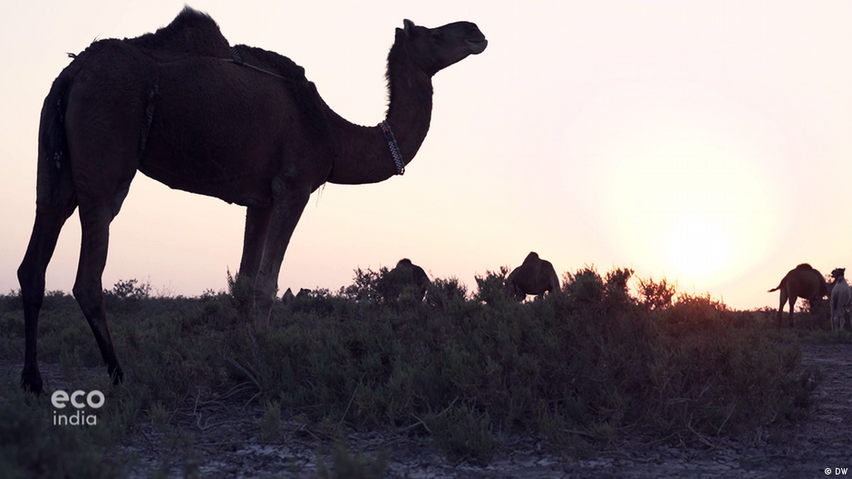 Camel culture of Gujarat