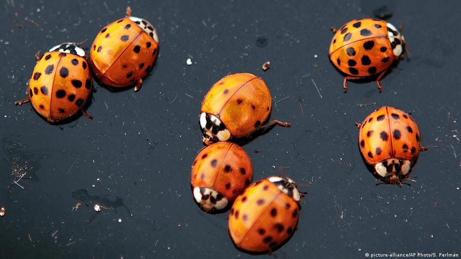 Ladybug swarm over California appears on radar – DW – 06/06/2019