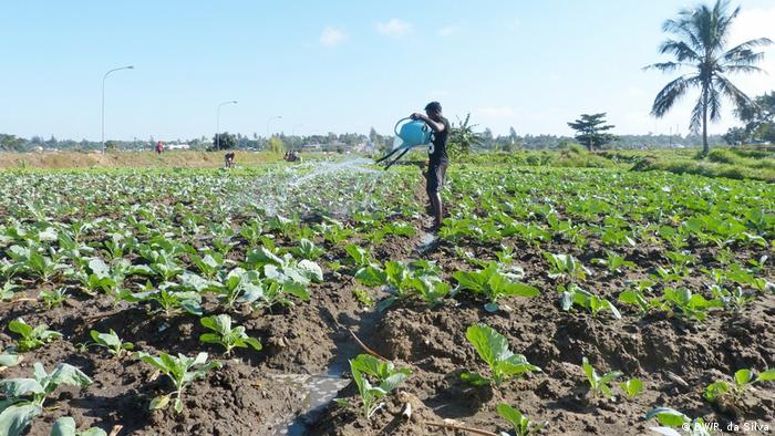 Agricultura urbana em Maputo: um modelo a ser seguido | Mediateca ...
