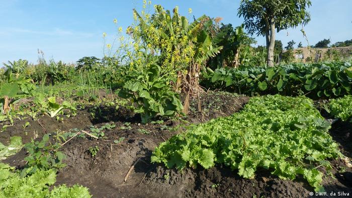 Tempestades e secas ameaçam campanha agrícola moçambicana | Moçambique ...