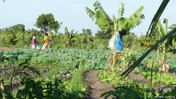 Agricultura urbana em Maputo: um modelo a ser seguido | Mediateca ...