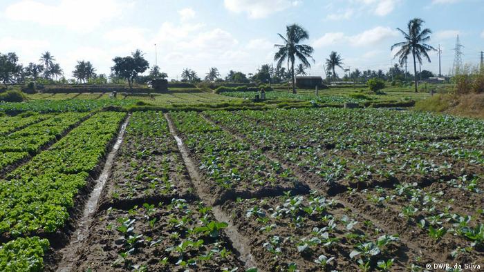 Tempestades e secas ameaçam campanha agrícola moçambicana | Moçambique ...