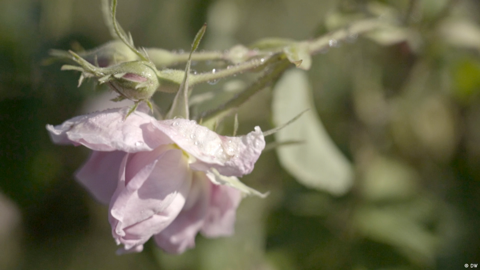 The Valley of Roses – DW – 04/04/2020