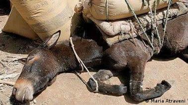 Santorini's donkeys suffer abuse and cruelty – DW – 07/08/2019