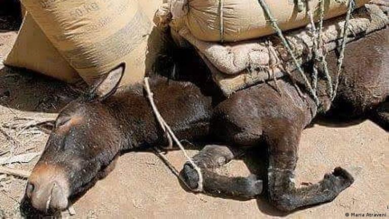 Santorini's donkeys suffer abuse and cruelty – DW – 07/08/2019