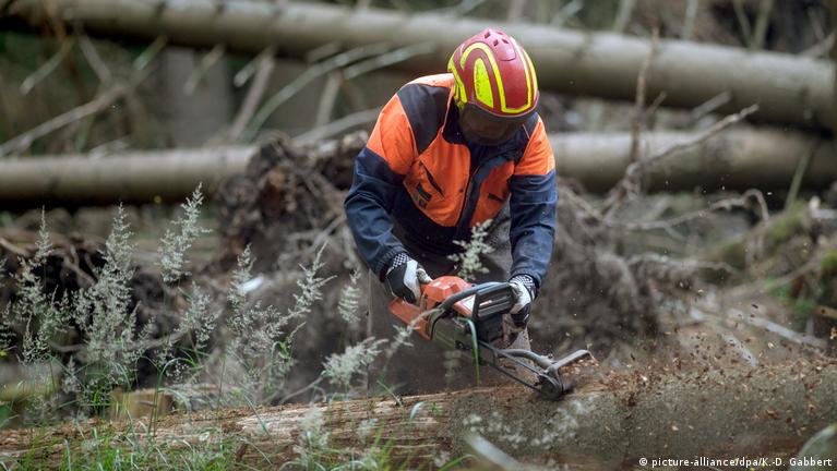 German forests on the verge of collapse: report – DW – 07/20/2019