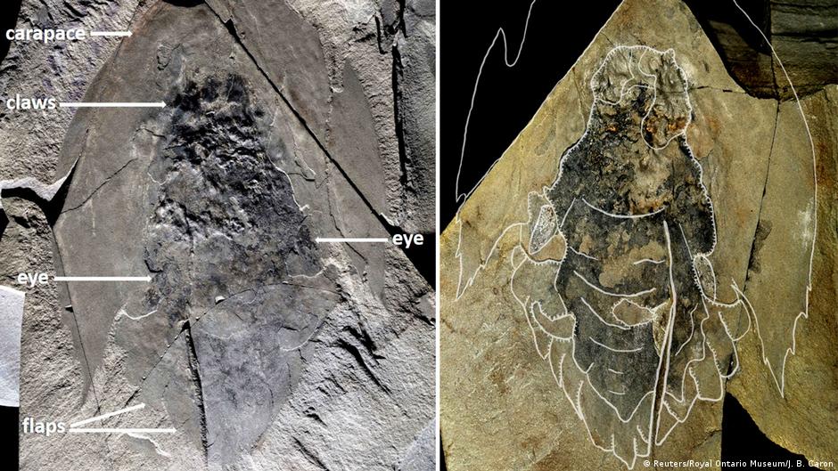 Fossils of primordial predator found in Canada – DW – 07/31/2019