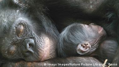 The bonobos' fight for survival – DW – 08/09/2019