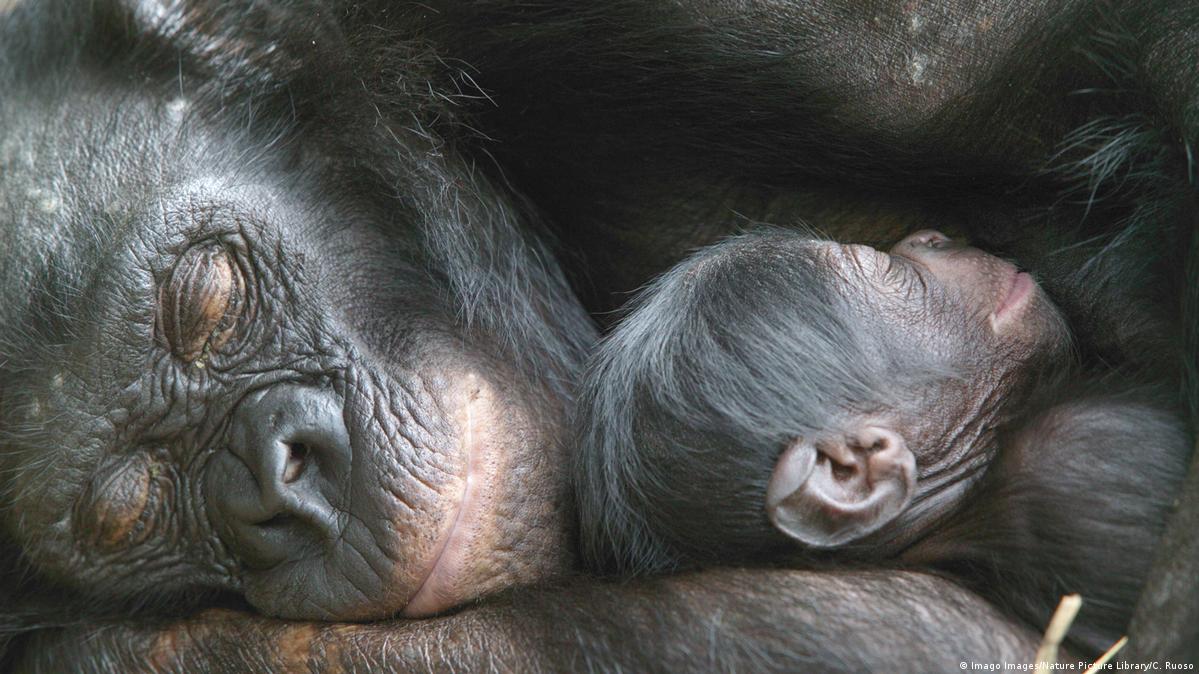 The bonobos' fight for survival – DW – 08/09/2019