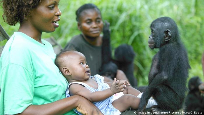 The bonobos′ fight for survival | All media content | DW | 09.08.2019