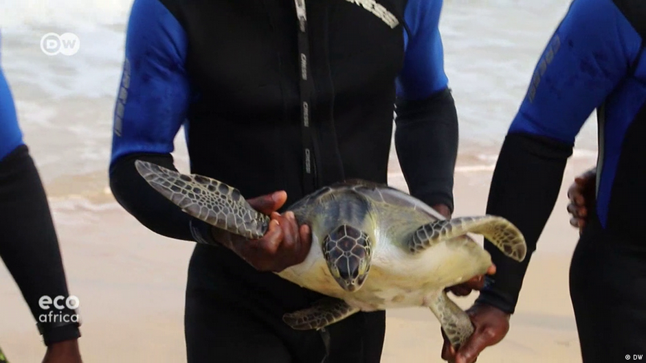 Ivory Coast: Collaborating to protect turtles – DW – 08/02/2019