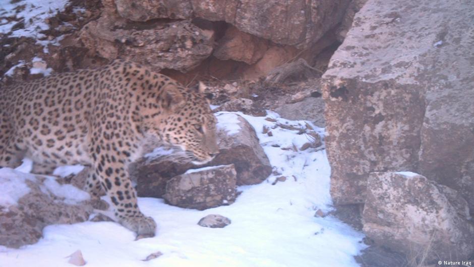 Iraq: looking for leopards