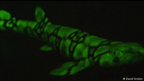 A luminous animal kingdom