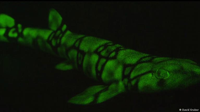 A luminous animal kingdom