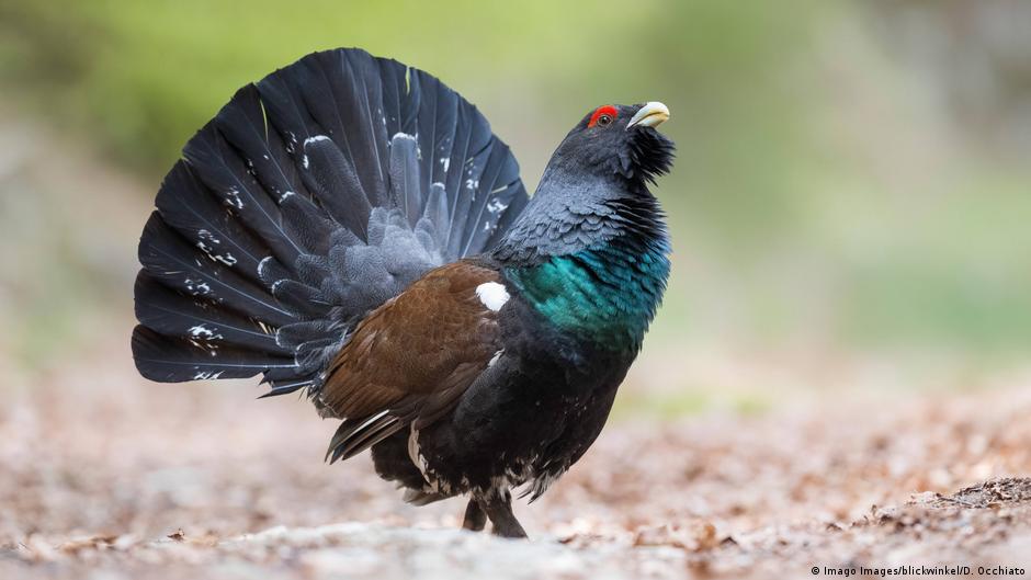 Angry mob attacks suspected bird killers in Germany – DW – 08/11/2019