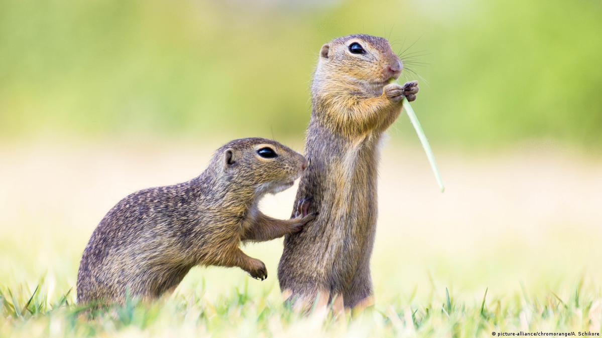 Nudges: How little tricks influence us – DW – 12/13/2019