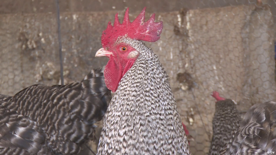Sustainable free-range chicken farming for rural Zimbabwe – DW – 12/19/2019