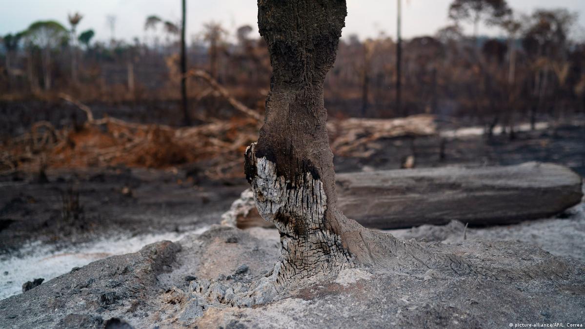 Amazon wildfires cause irreversible damage