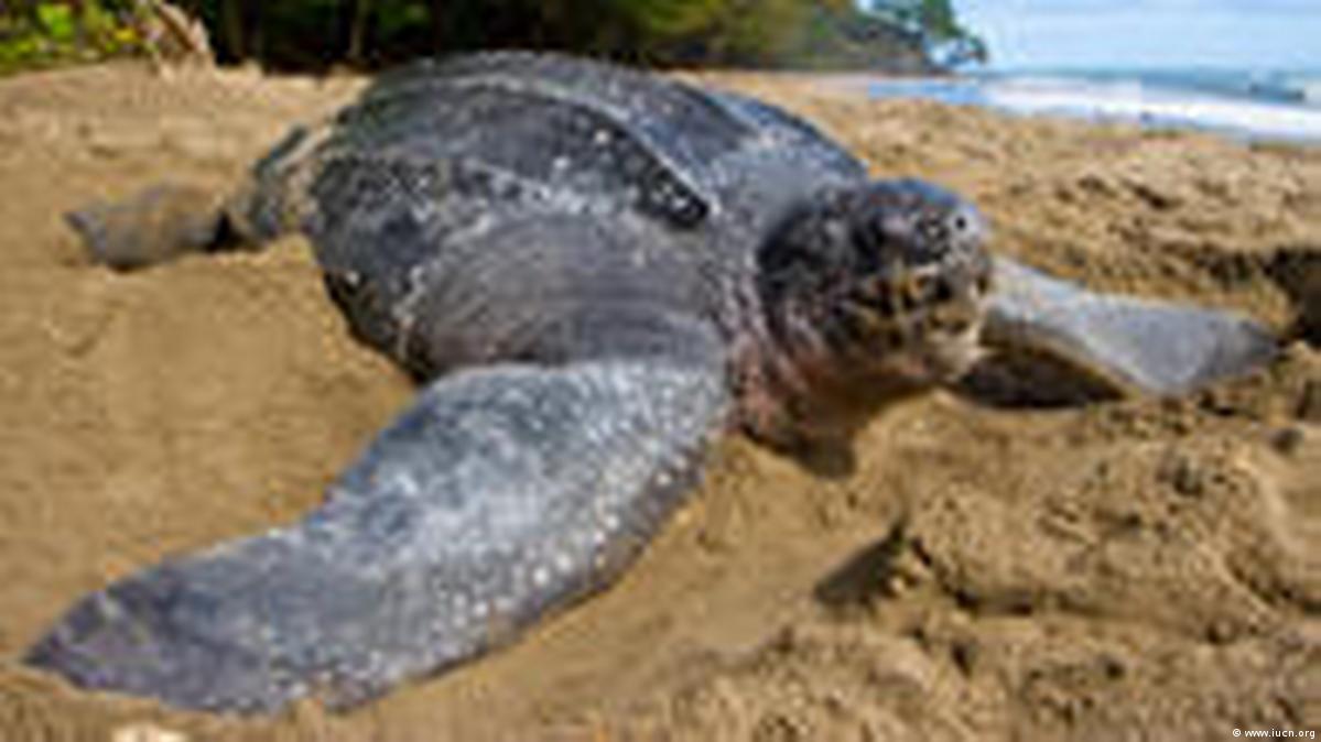 Species Extinction – DW – 11/23/2010