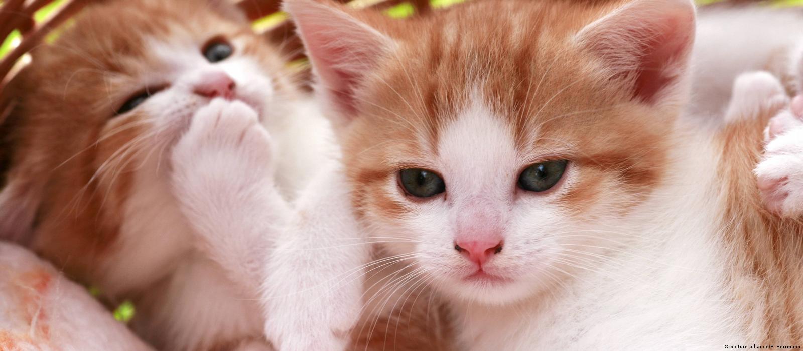 Are Pettin Griffon Dog Good With Cats