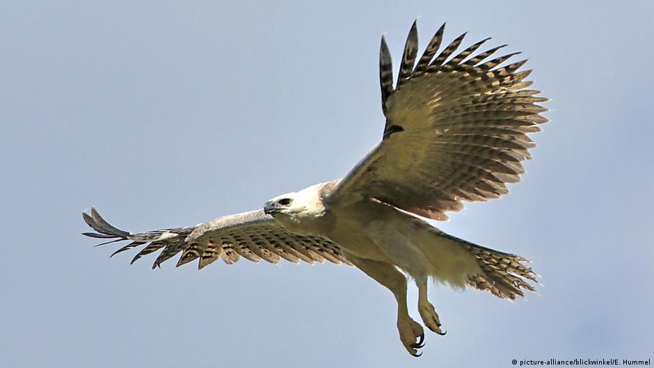 Ndege wanaokula nyama na hatari ya kutoweka – DW – 26.02.2020