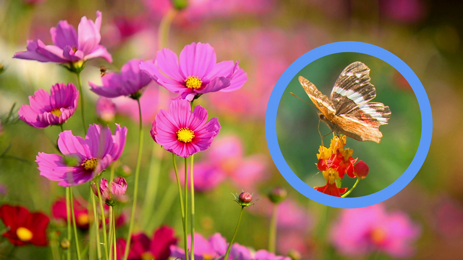 A plant's best friend — the importance of pollinators