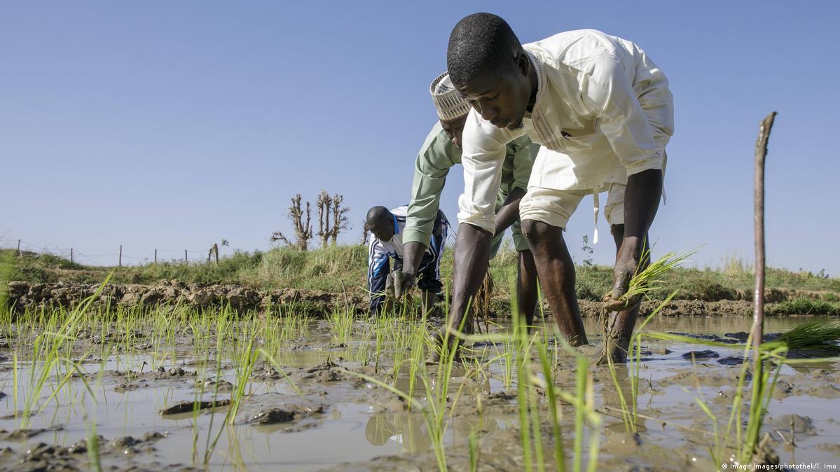 Le riz nigérian, victime de la fermeture des frontières – DW – 24/10/2019