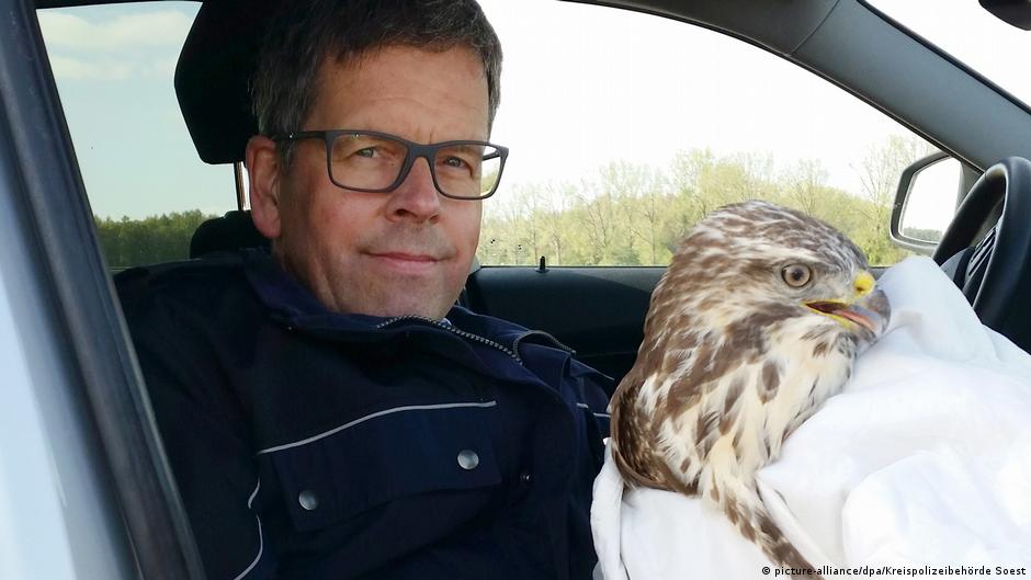 German police take wild buzzard under their wing – DW – 09/19/2019