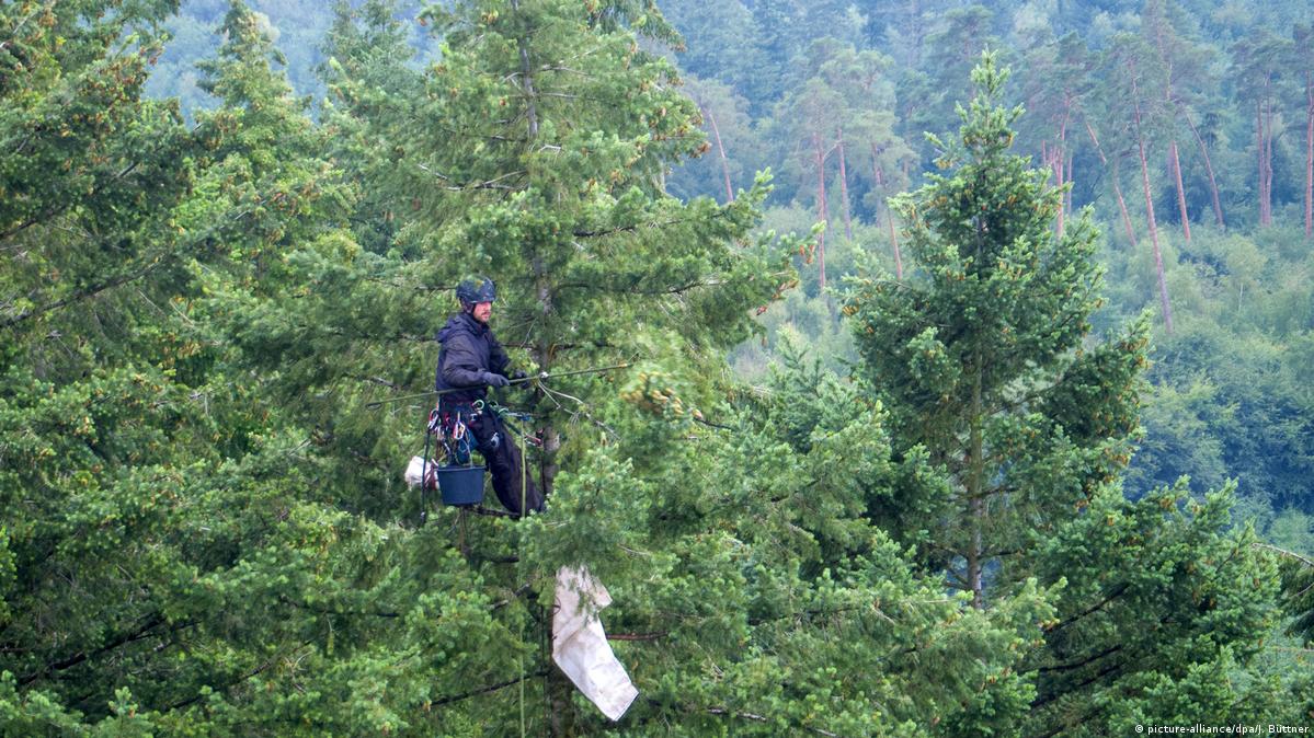 Germany mulls funding massive reforestation effort – DW – 09/25/2019