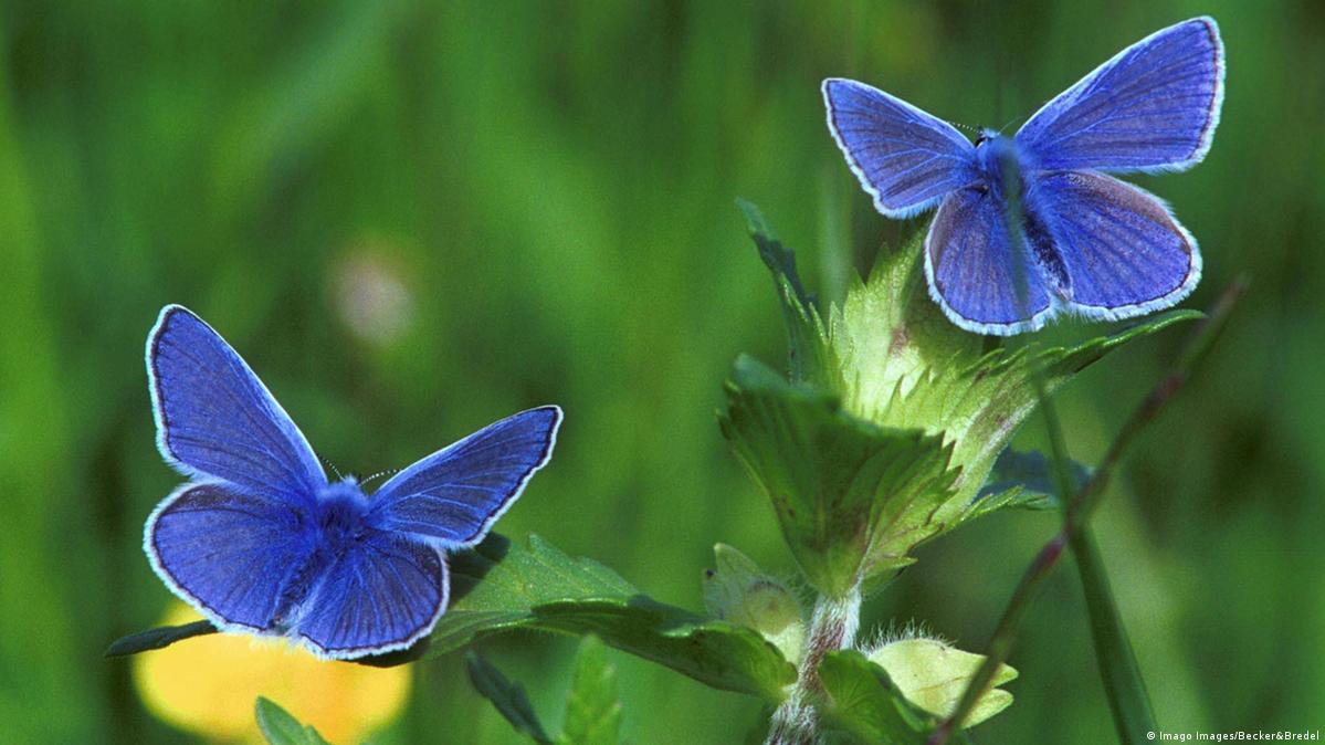 New study confirms severe decline in insects – DW – 10/30/2019