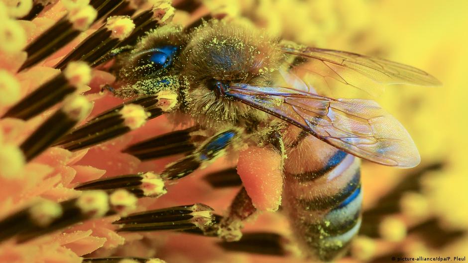 How to halt an insect extinction – DW – 10/17/2019