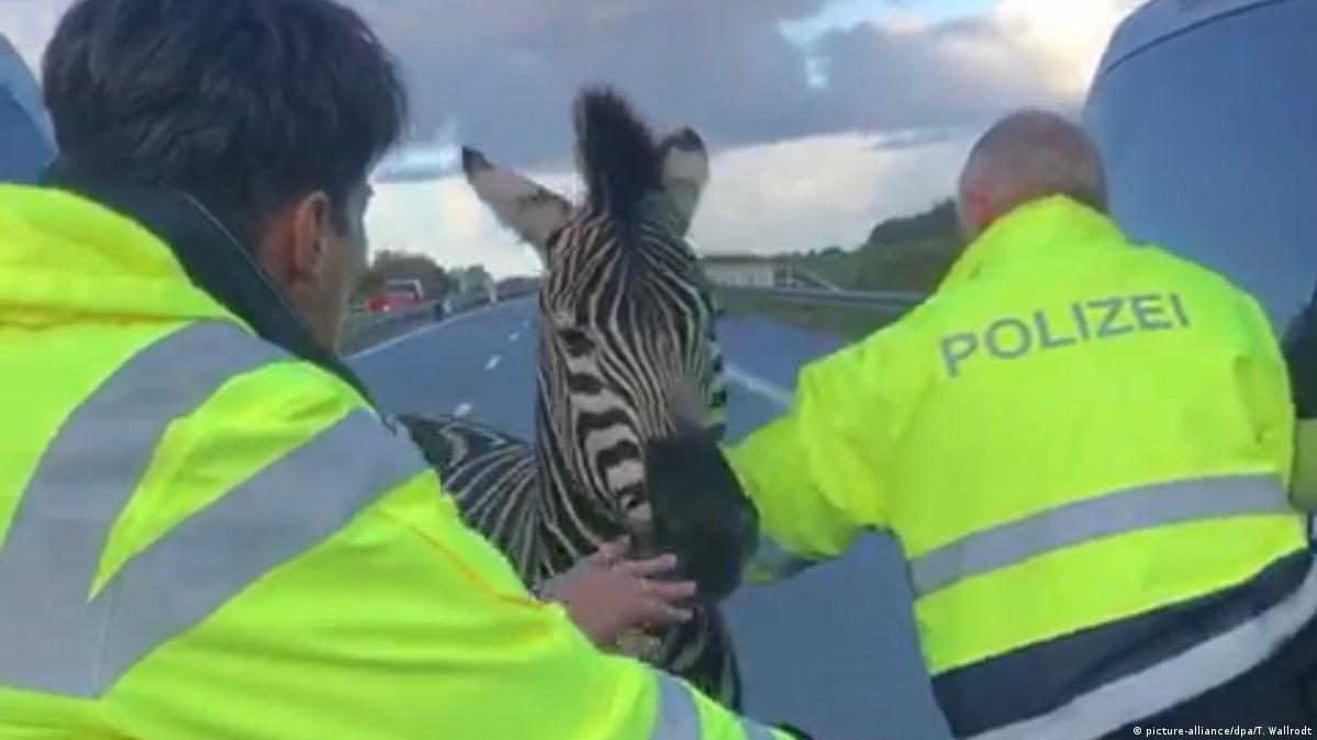 Zebra shot dead after jaunt on German autobahn – DW – 10/02/2019