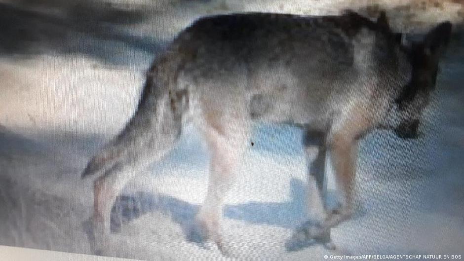 Reward offered in presumed wolf death – DW – 10/05/2019