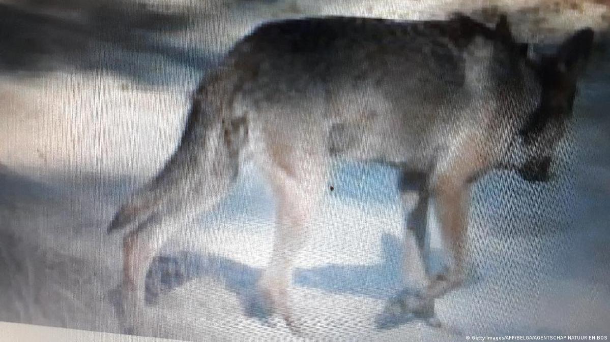 Reward offered in presumed wolf death – DW – 10/05/2019