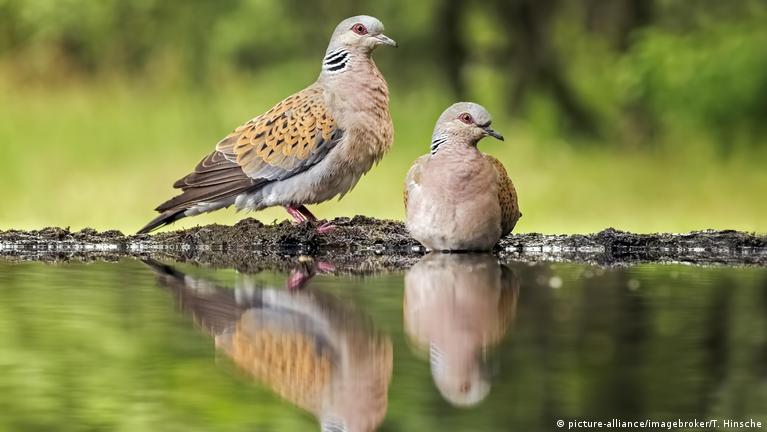 Endangered turtle dove 2020 bird of the year – DW – 10/11/2019