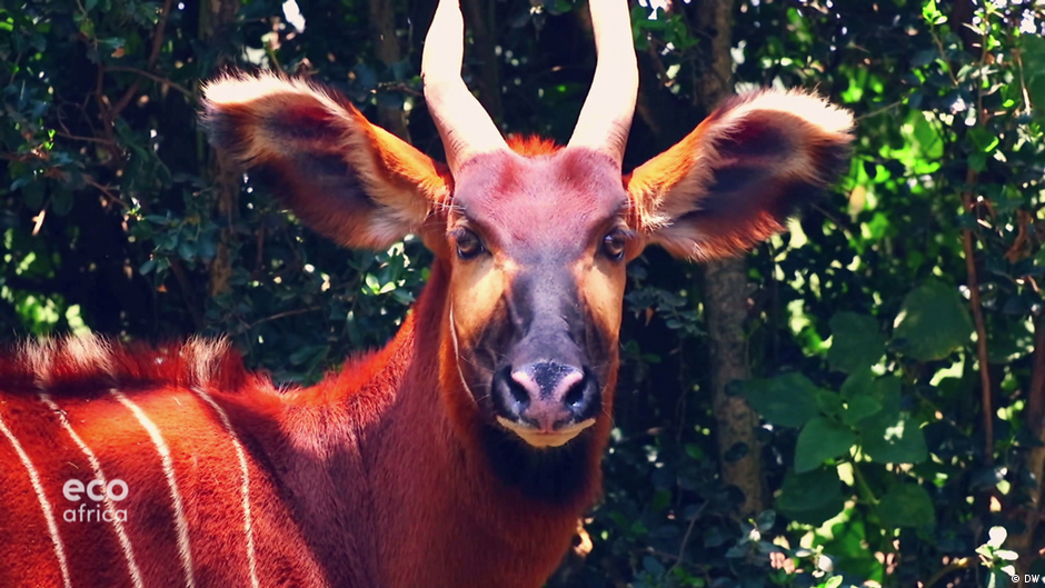 Saving Kenya's endangered Mountain Bongo antelope – DW – 04/30/2020